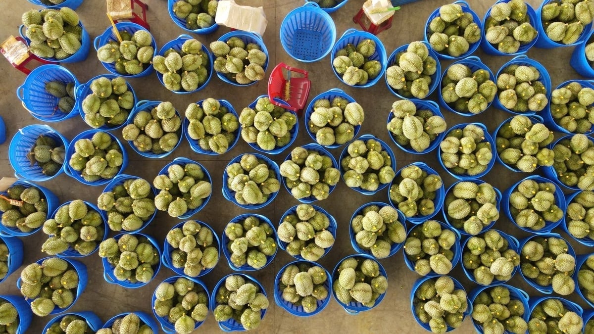 Những phương pháp xử lý đất nhiễm Cadimi - TRUNG TÂM KHẢO KIỂM NGHIỆM ...