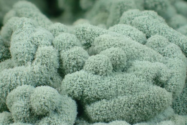 Những phương pháp xử lý đất nhiễm Cadimi - TRUNG TÂM KHẢO KIỂM NGHIỆM ...